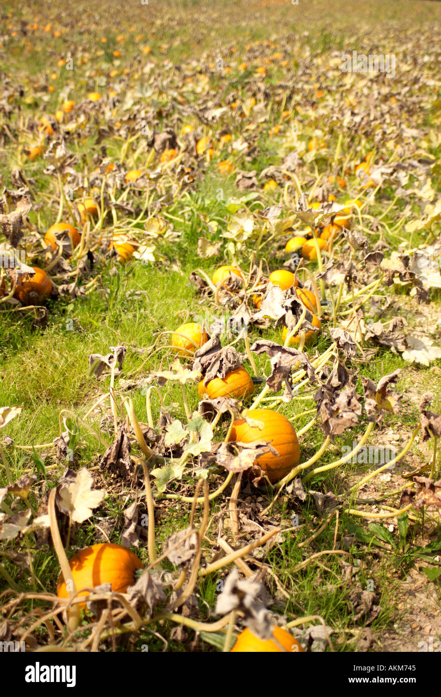Connecticut field pumpkin hi-res stock photography and images - Alamy