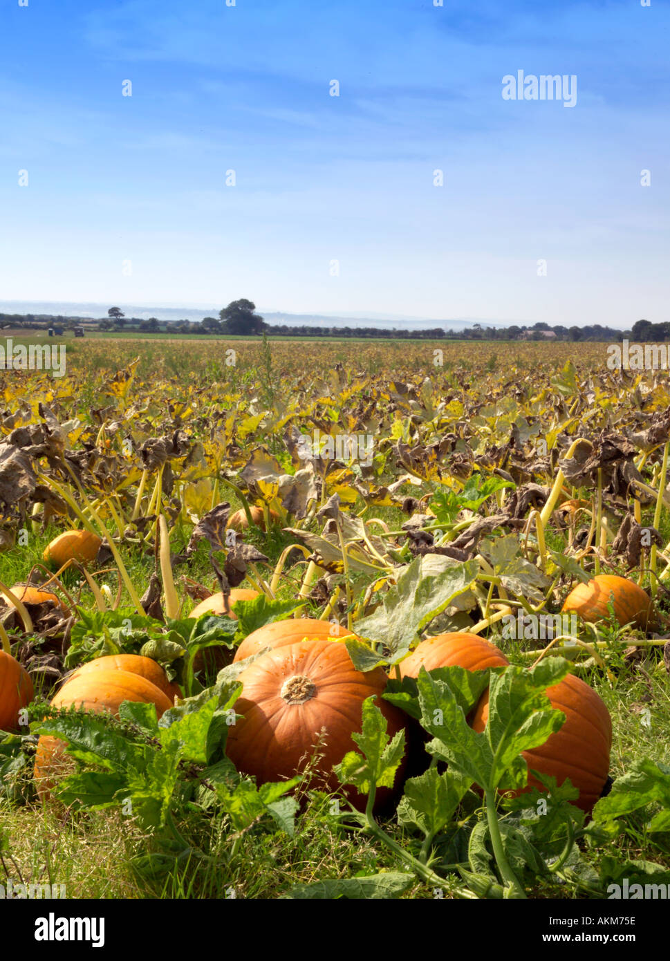 Connecticut field pumpkin hi-res stock photography and images - Alamy