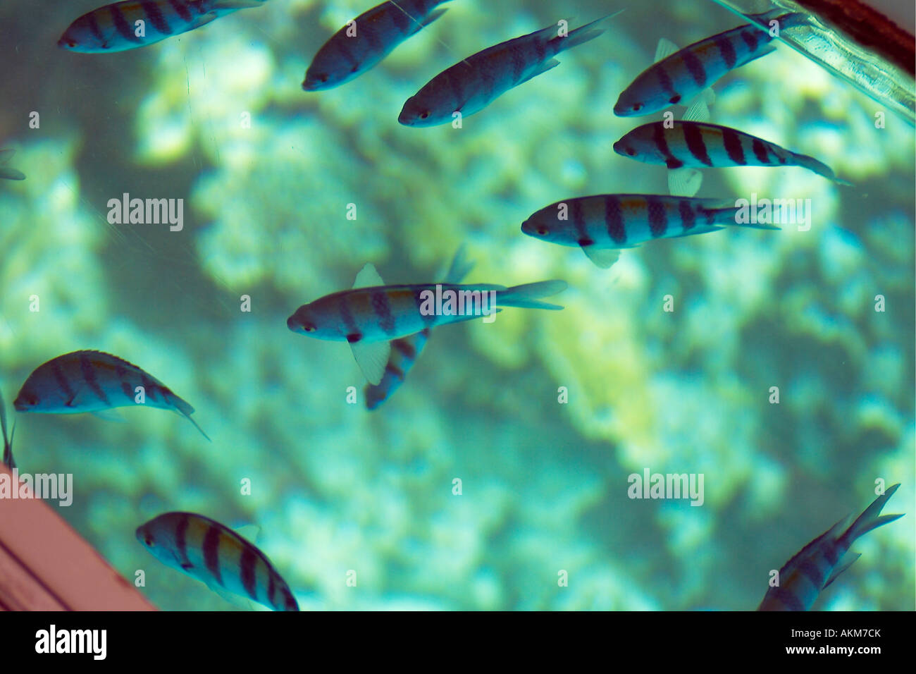 Egypt Sinai peninsula Sharm el Sheikh Tropical fish seen through a ...