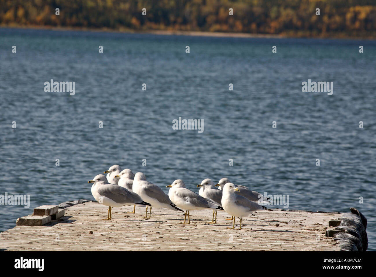 California Gulls gather on a boat dock in Northern Saskatchewan Stock ...