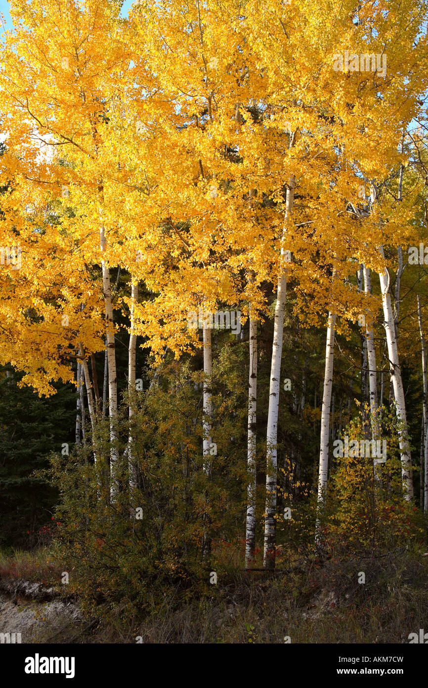 Aspen trees in fall Stock Photo - Alamy