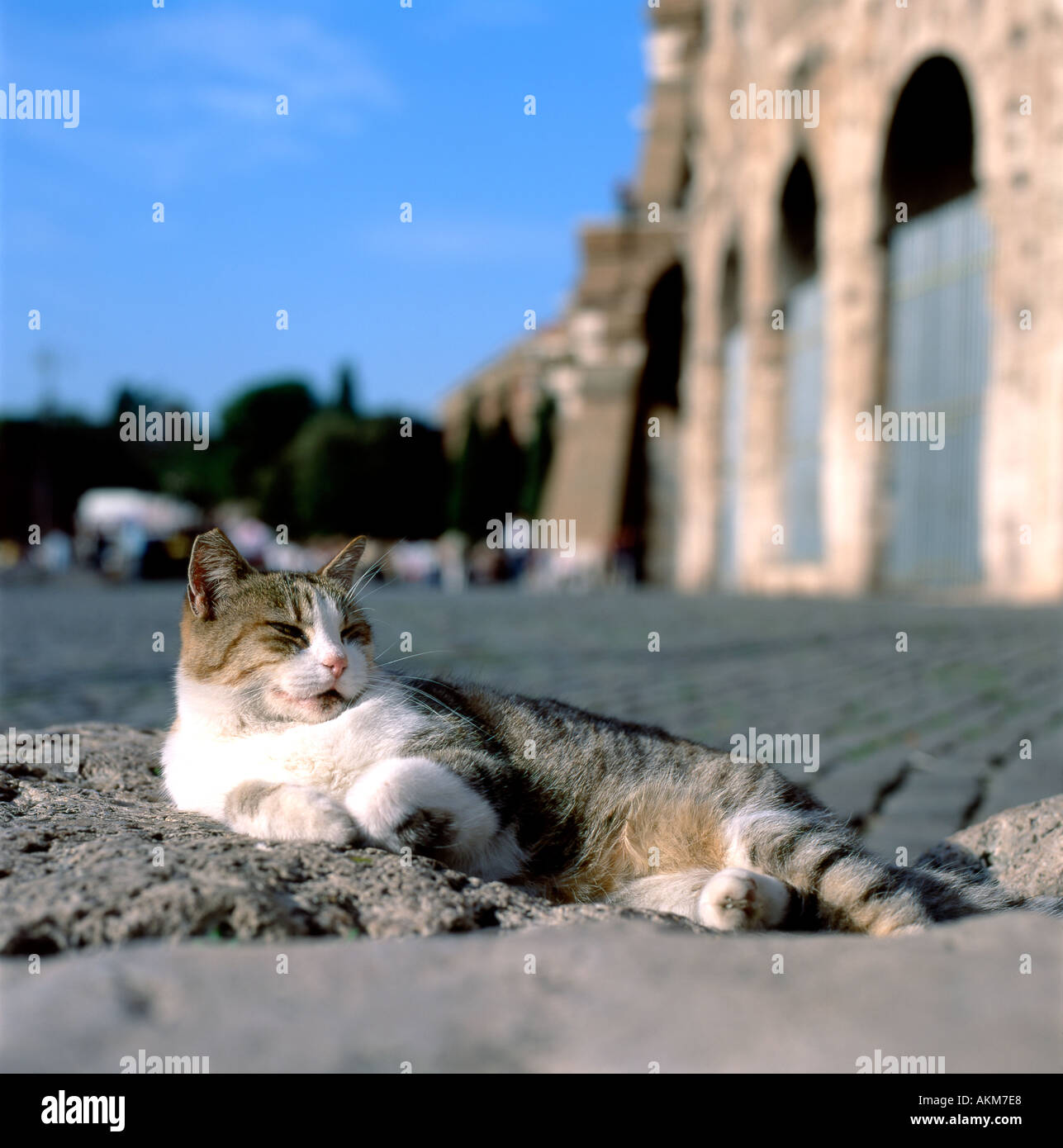 A tabby cat with a white ruff napping sleeping lying in the street ...