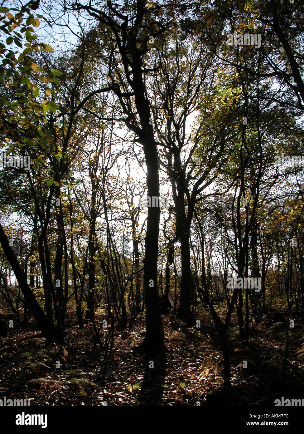 A view of Rough Common Nature Reserve Blean Kent England Stock Photo ...