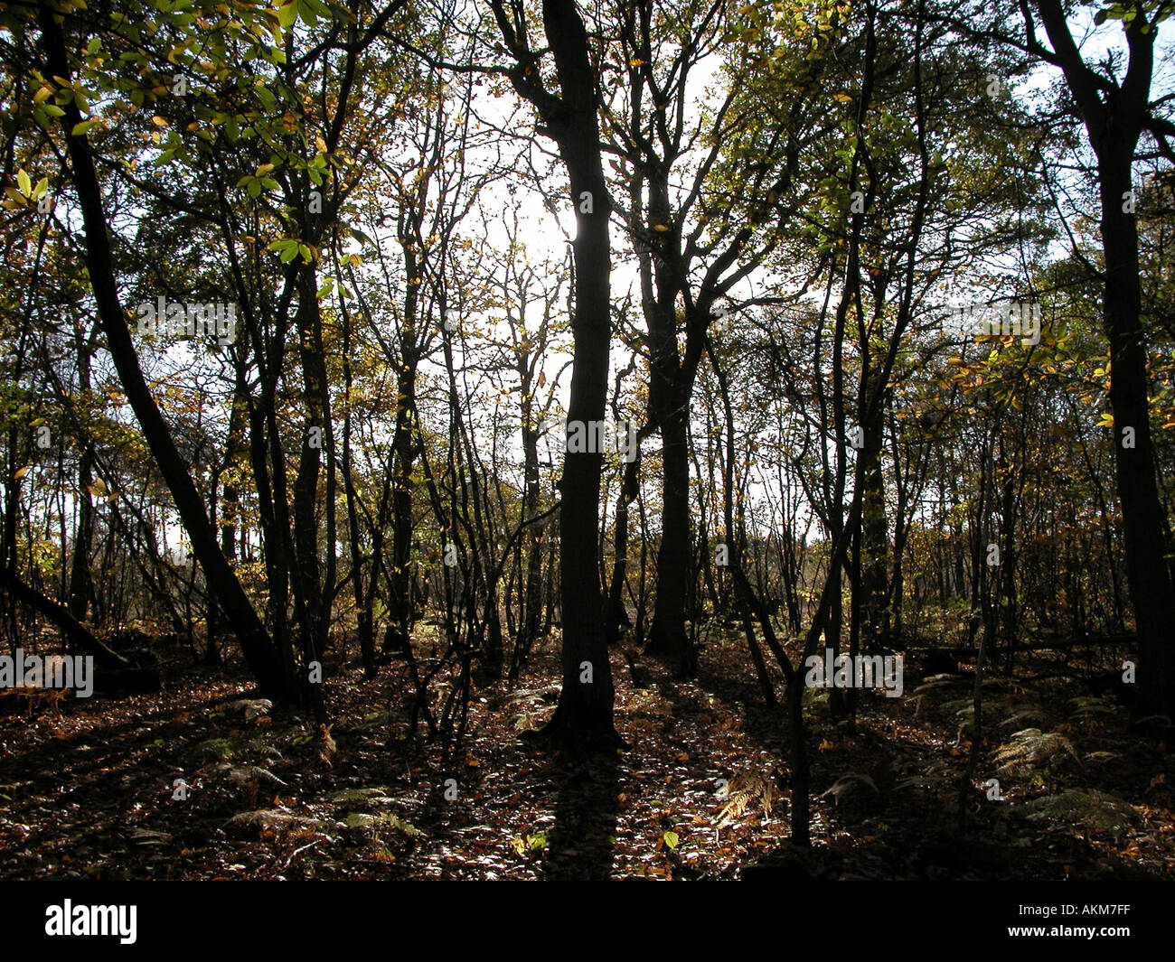 Rough common kent hi-res stock photography and images - Alamy