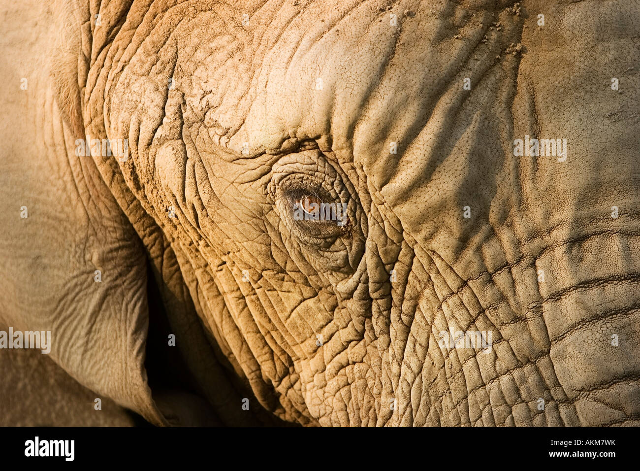 Elephants face hi-res stock photography and images - Alamy
