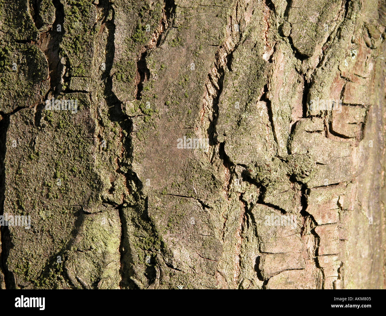 Tree bark in Rough Common Nature Reserve Blean Kent England Stock Photo ...