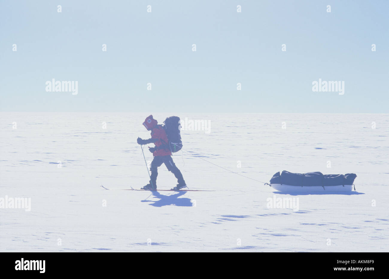 Man pulling sledge on Greenland Stock Photo - Alamy