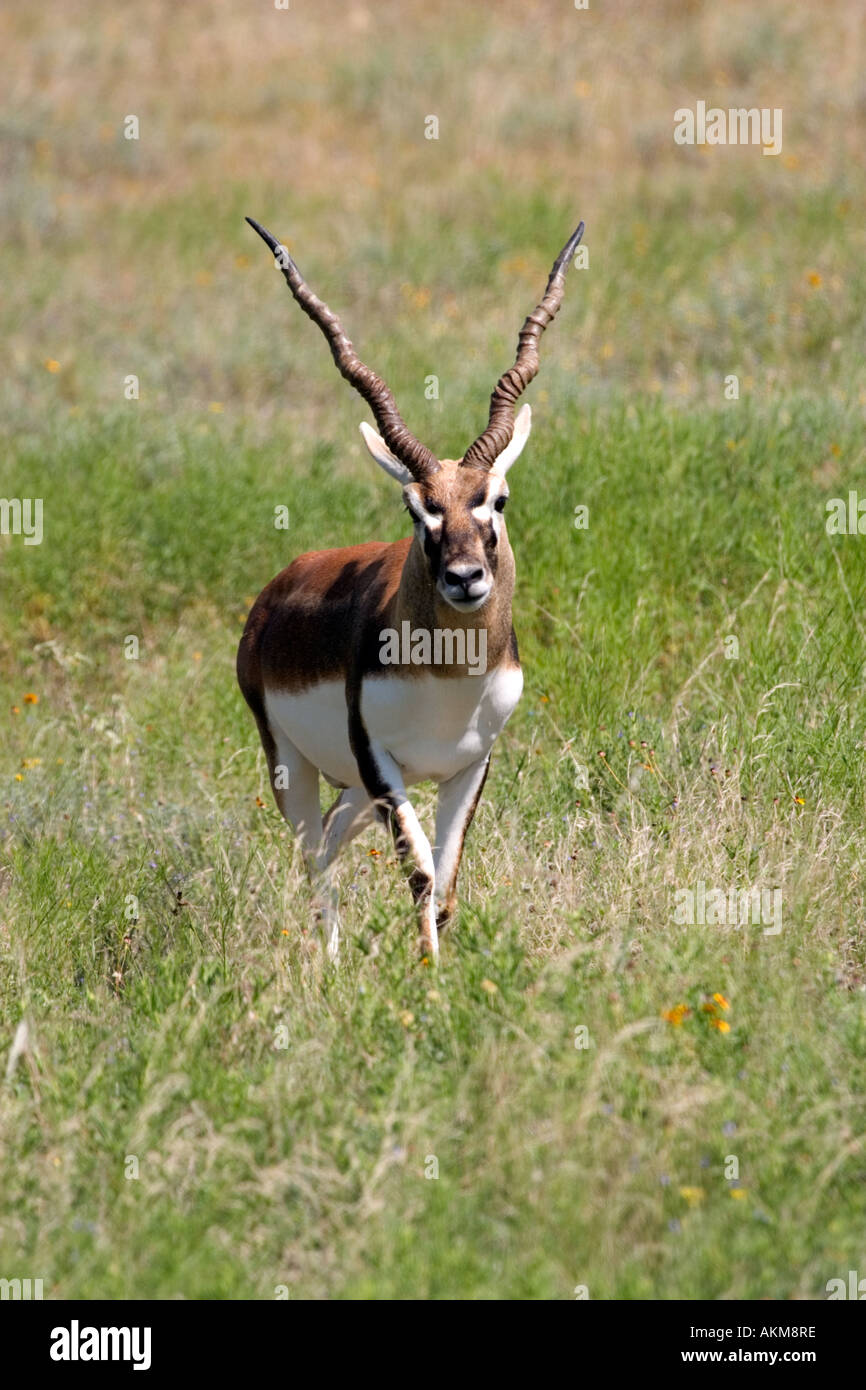 Blackbuck Antelope walking through the grass Stock Photo - Alamy