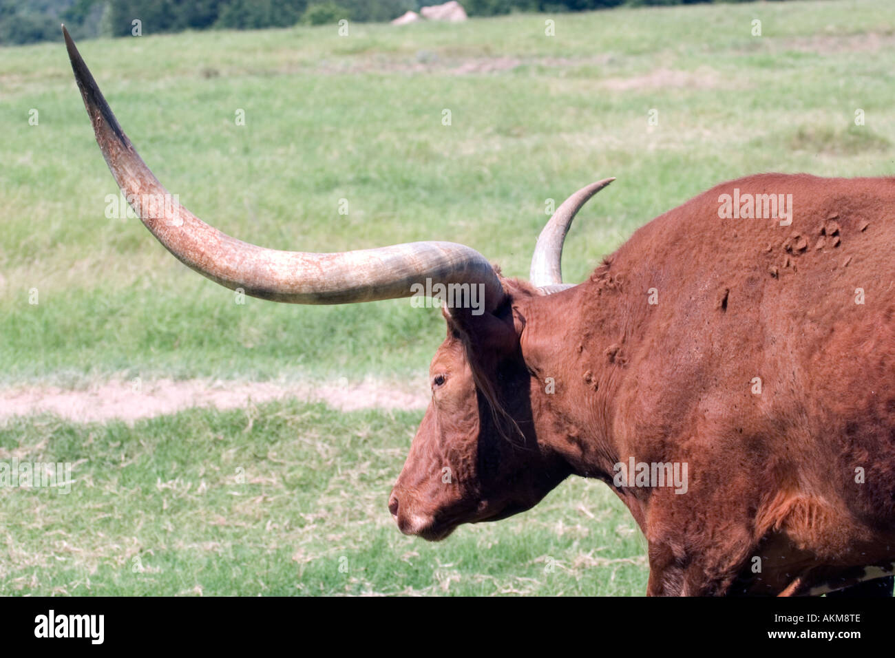 Texas Longhorn Cow Stock Photo - Alamy