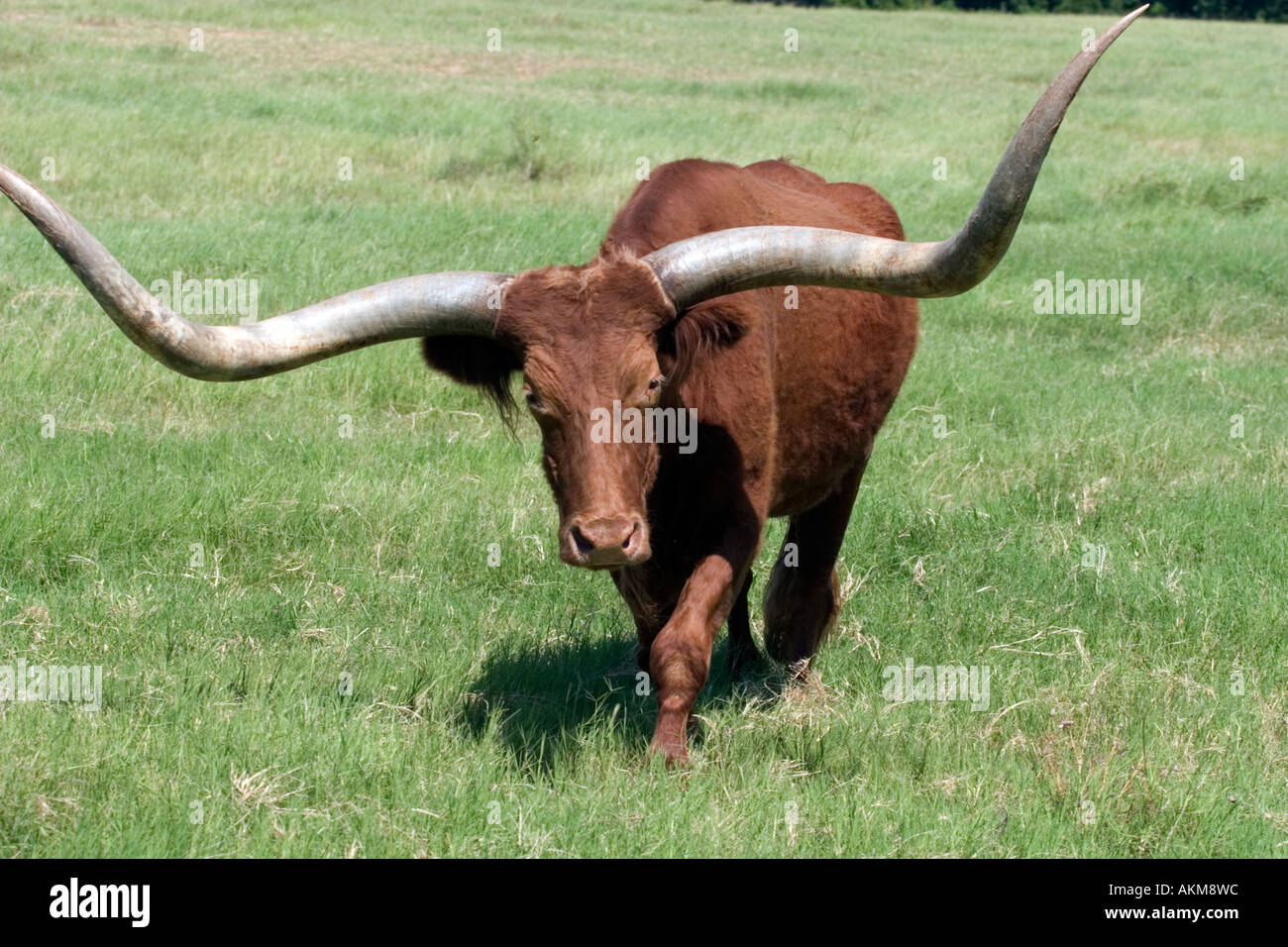 Bevo longhorn hi-res stock photography and images - Alamy