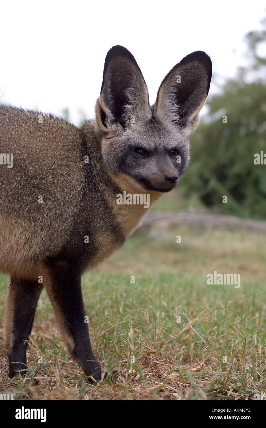 Bat Eared Fox Stock Photo - Alamy