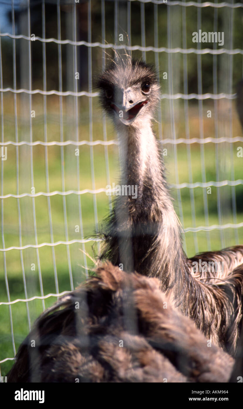 Close up emu bird hi-res stock photography and images - Alamy