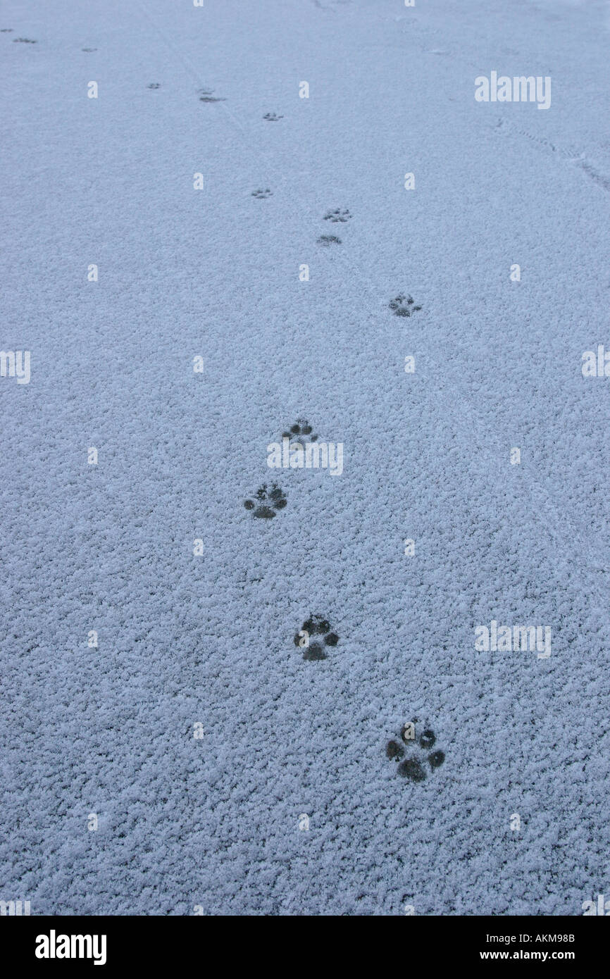Foot pawprints in snow hi-res stock photography and images - Alamy