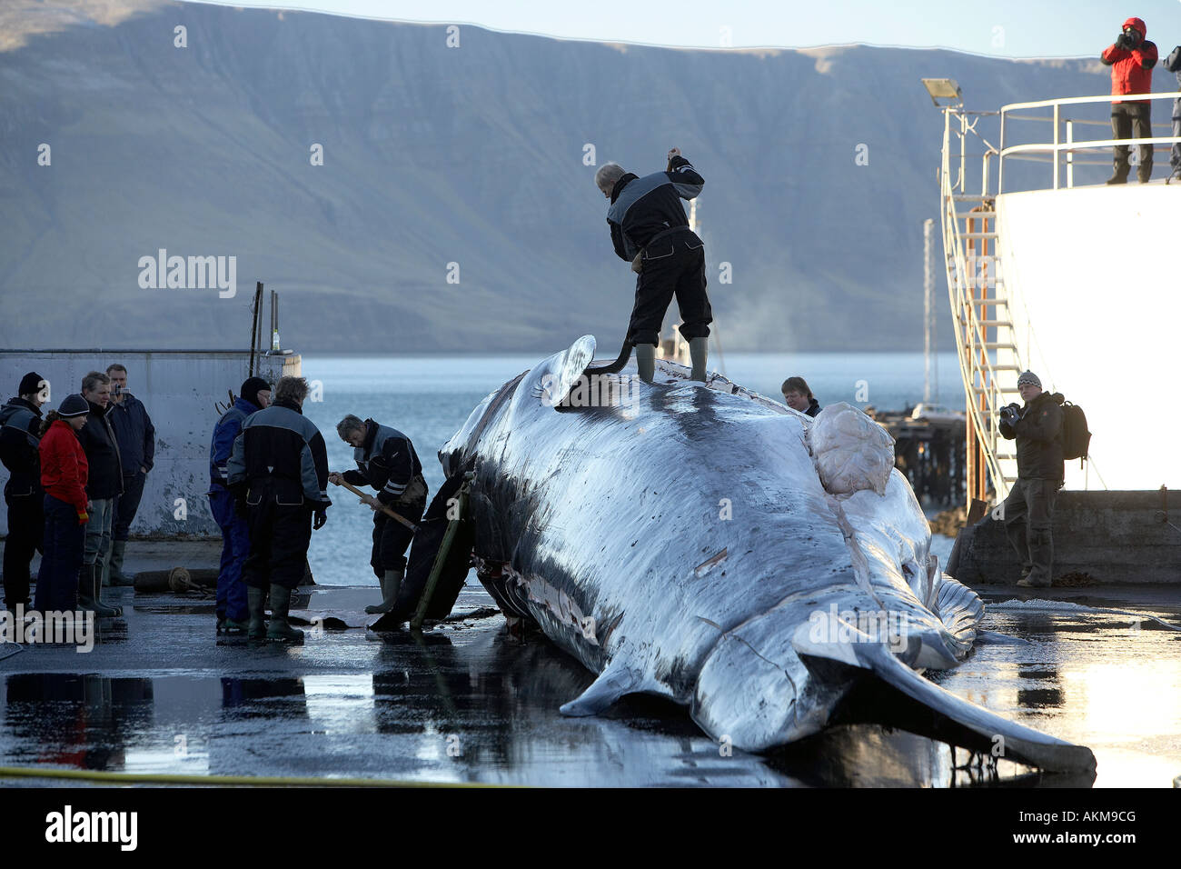 Whalers preparing to skin hunted Fin Whale Stock Photo - Alamy