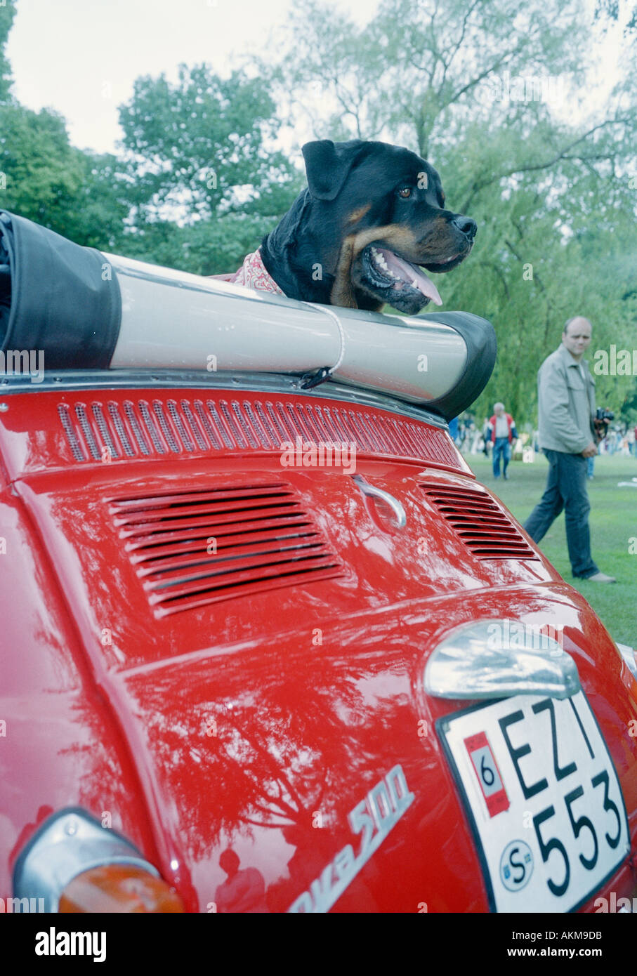 a red car including a folding top and a rottweiler Stock Photo - Alamy