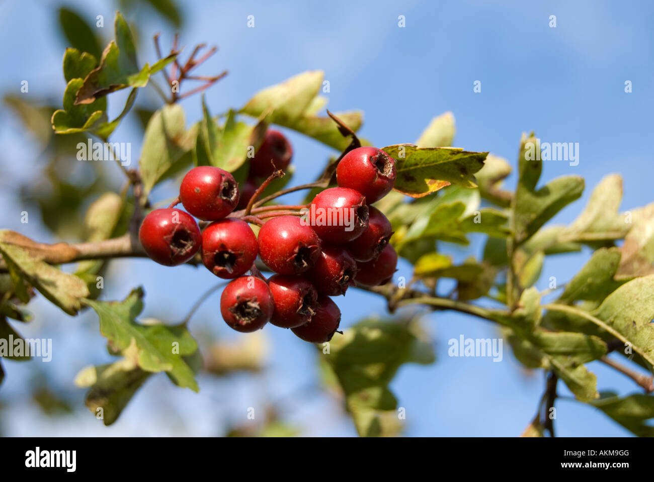 Hawthorn Tree with Red Berries Stock Photo - Alamy