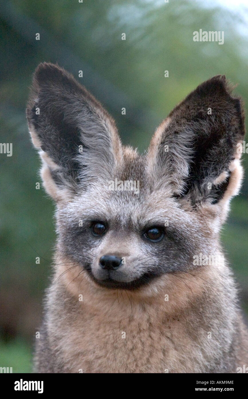Bat Eared Fox Stock Photo - Alamy