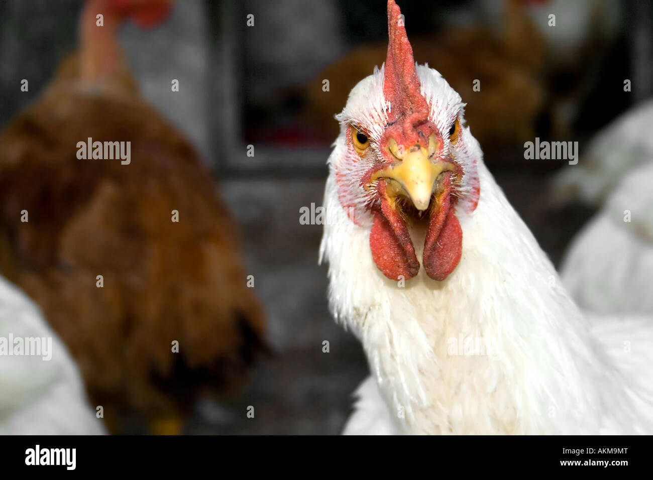 Hen chicken net hi-res stock photography and images - Alamy