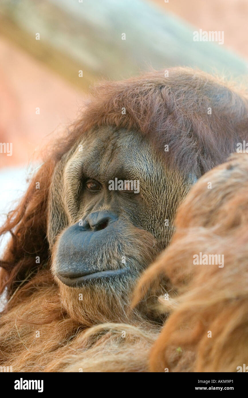 Long arms orangutan hi-res stock photography and images - Alamy