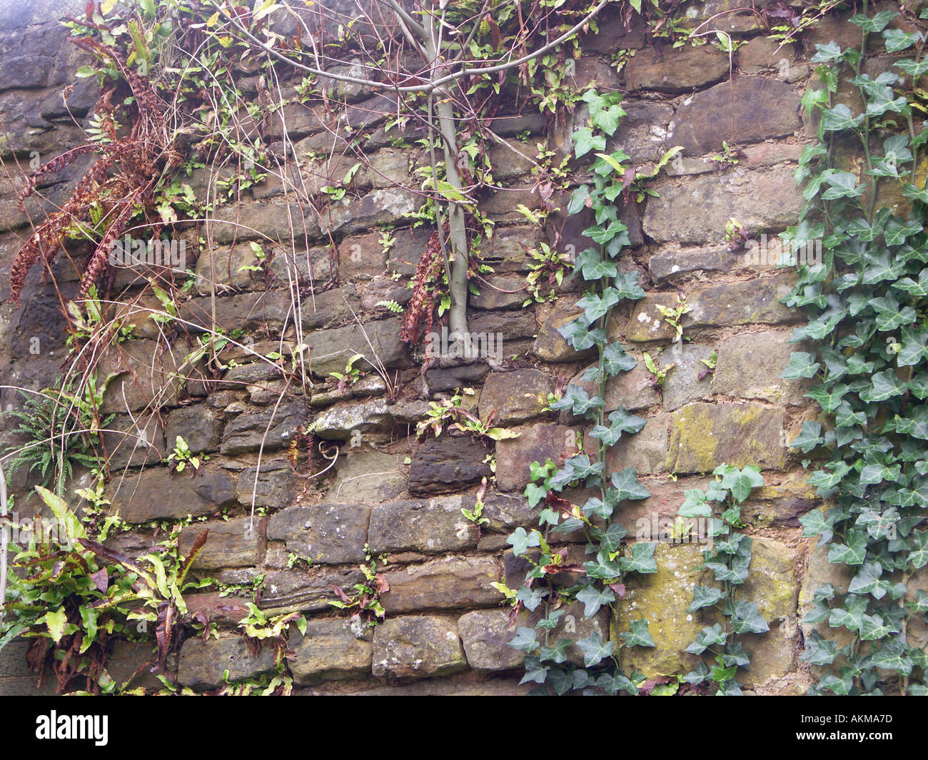 Alvecote Ruins High Resolution Stock Photography and Images - Alamy