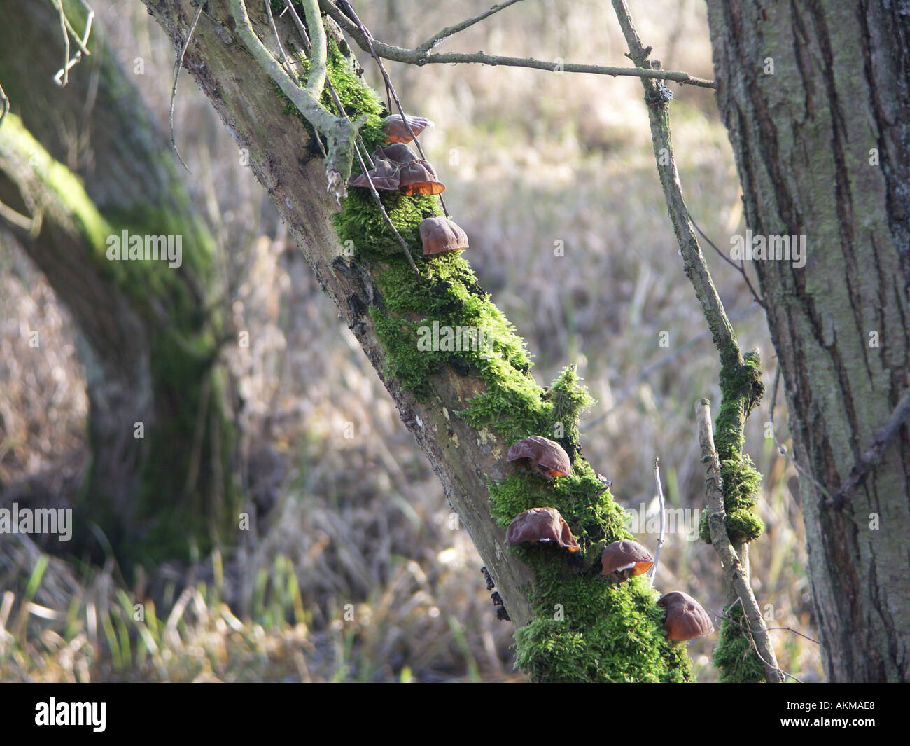 Auricularia elder tree hi-res stock photography and images - Alamy