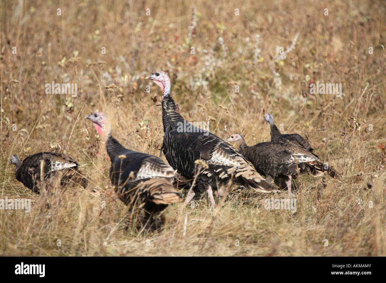 North american wild turkeys hi-res stock photography and images - Alamy
