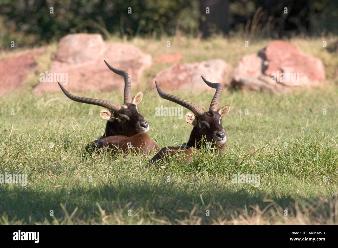 The nile lechwe antelope hi-res stock photography and images - Alamy