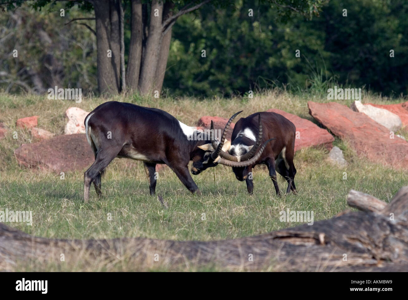The Nile Lechwe Antelope High Resolution Stock Photography and Images ...