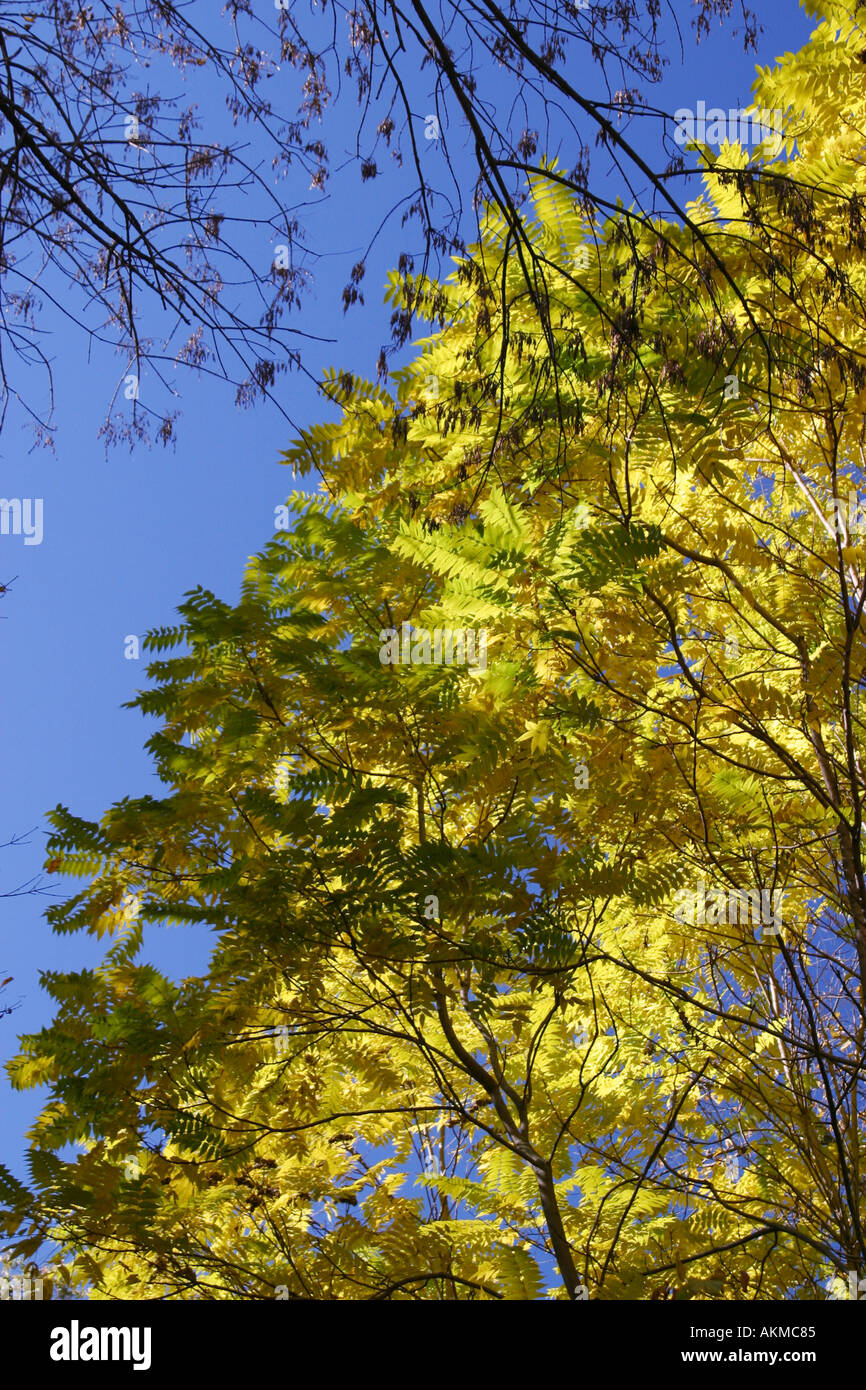 Patterns textures autumn clouds hi-res stock photography and images - Alamy