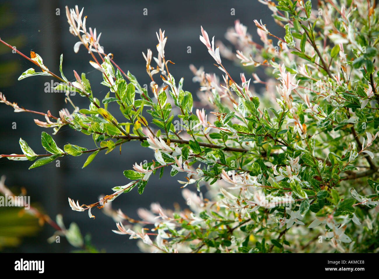 Japanese willow hi-res stock photography and images - Alamy