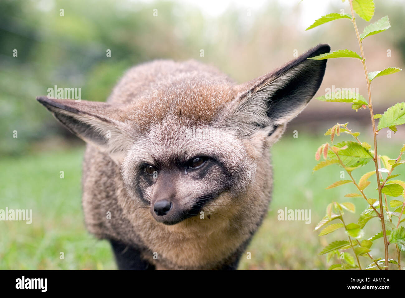 Bat Eared Fox Stock Photo - Alamy