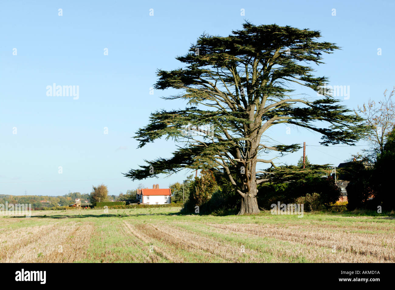 Cedar of Lebanon and Farmhouse Norfolk UK Stock Photo - Alamy