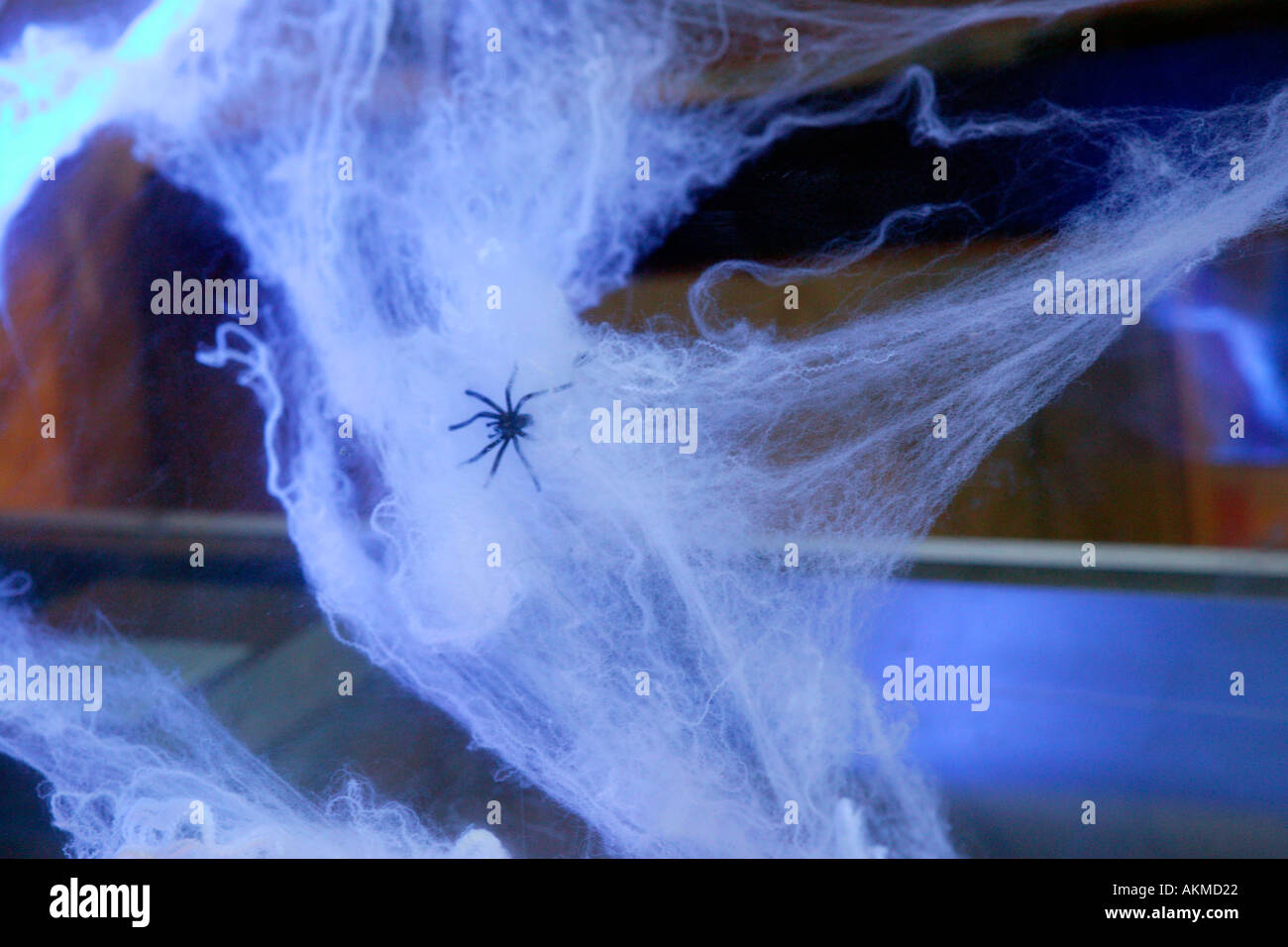 Fake spiders webs hi-res stock photography and images - Alamy