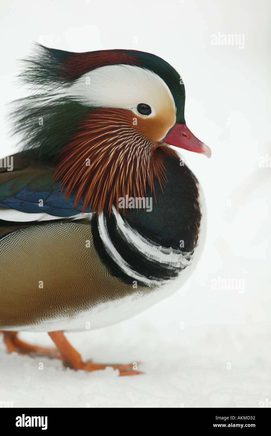 Mandarin duck in the snow - Aix galericulata Stock Photo - Alamy