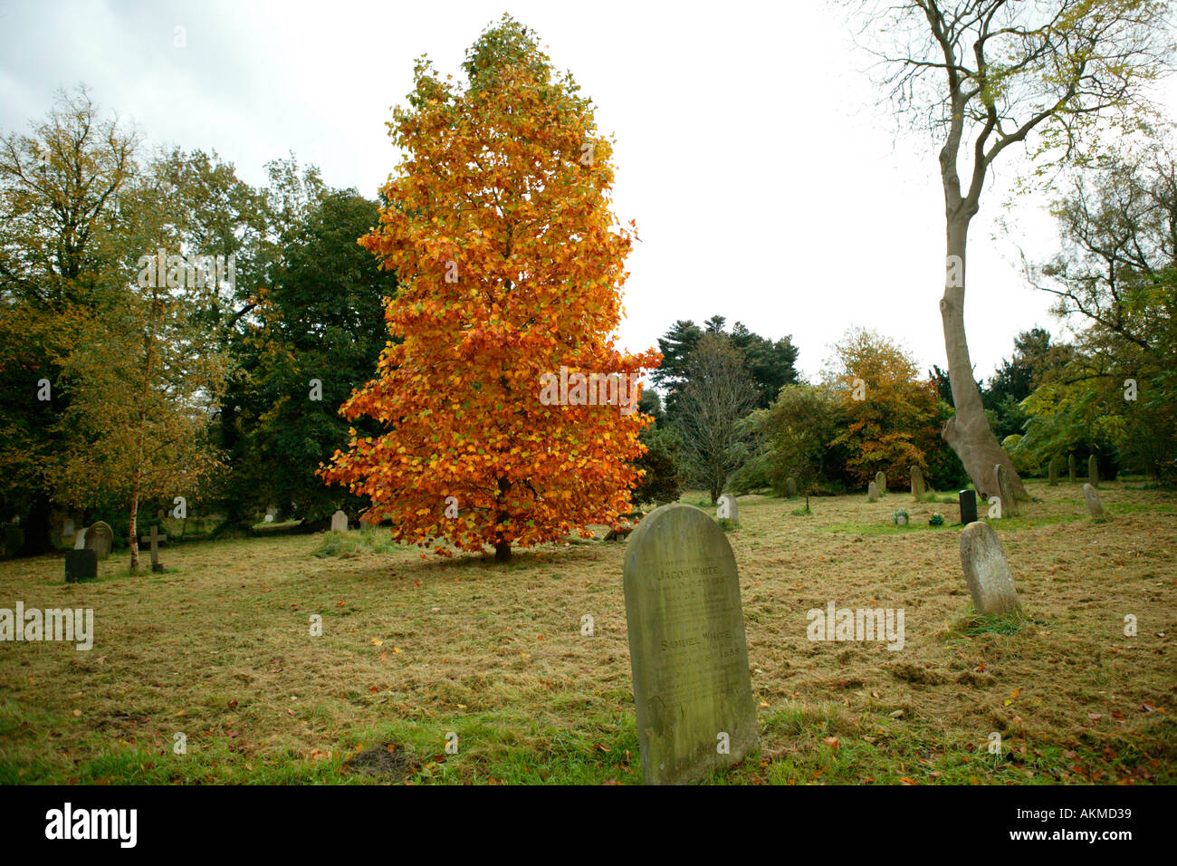 Autumn Sycamore Tree Stock Photo - Alamy