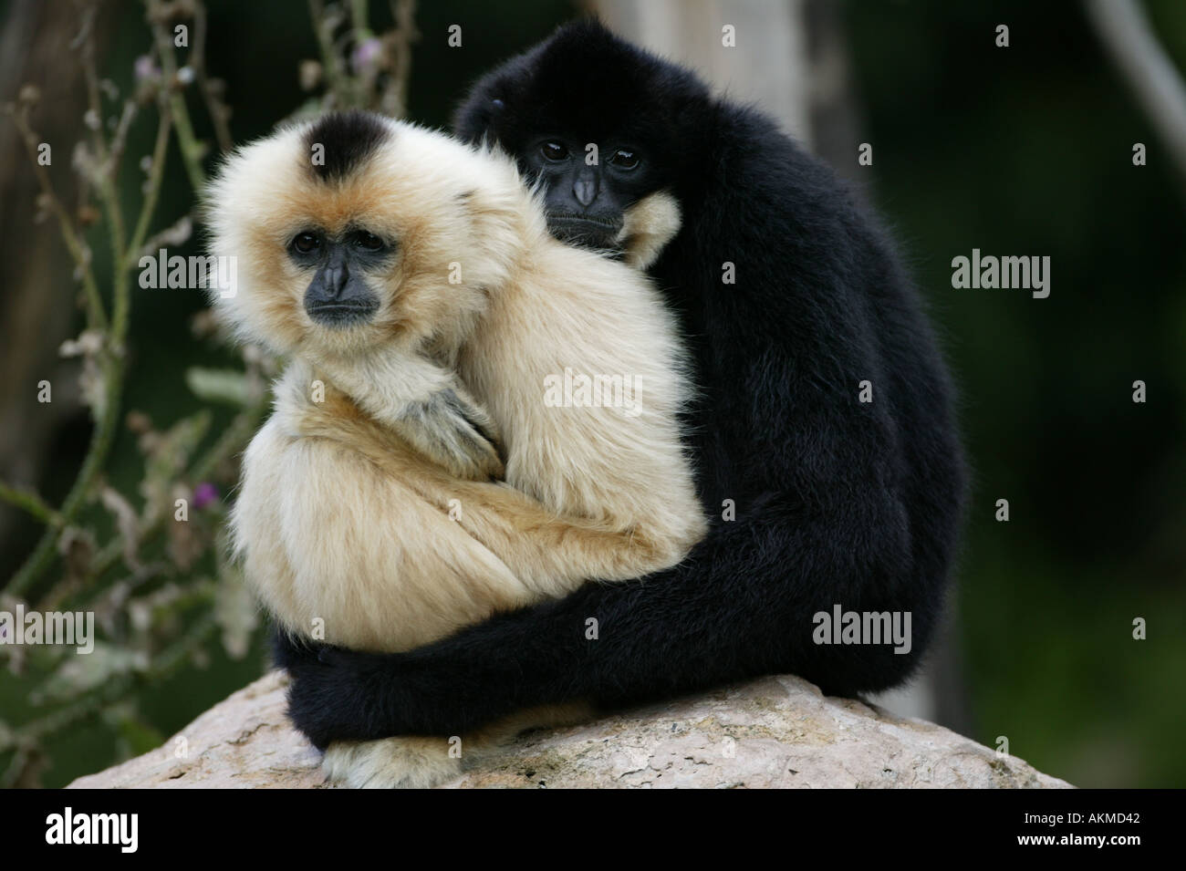 Concolor gibbon hi-res stock photography and images - Alamy