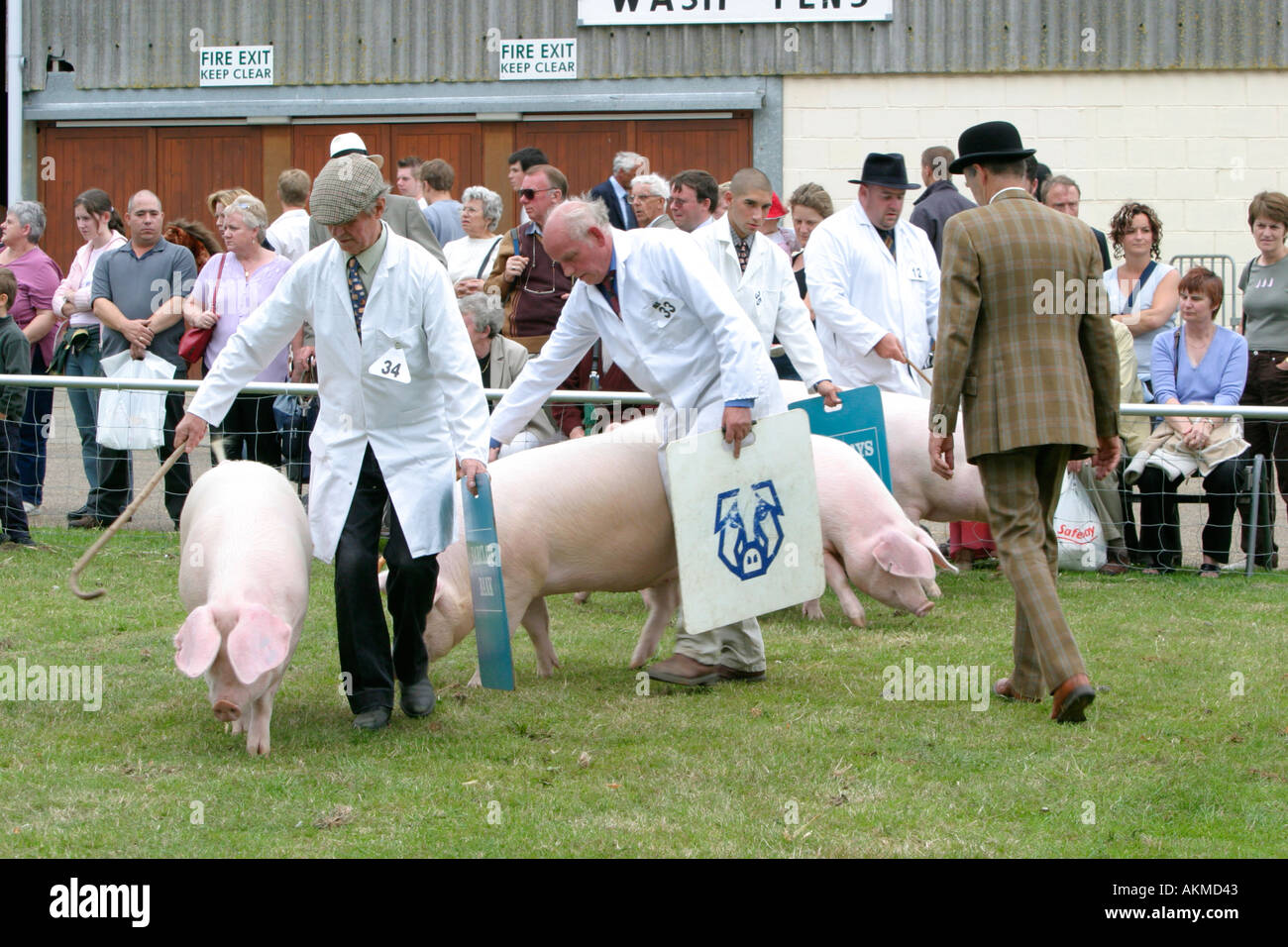 Pig Display Royal Norfolk Show Stock Photo - Alamy