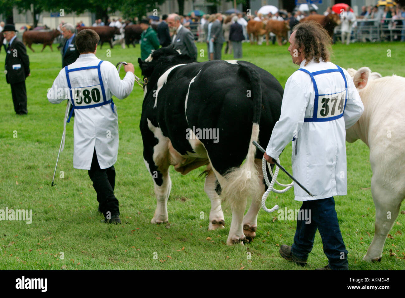 Cow Display Royal Norfolk Show Stock Photo - Alamy