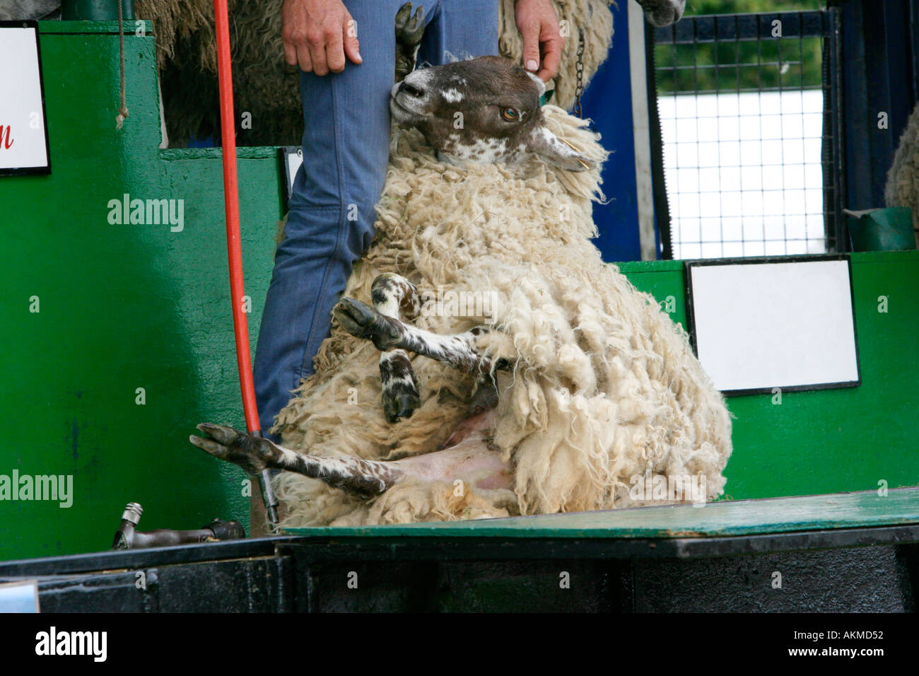 Sheep Shearing Demonstration 1 Stock Photo - Alamy