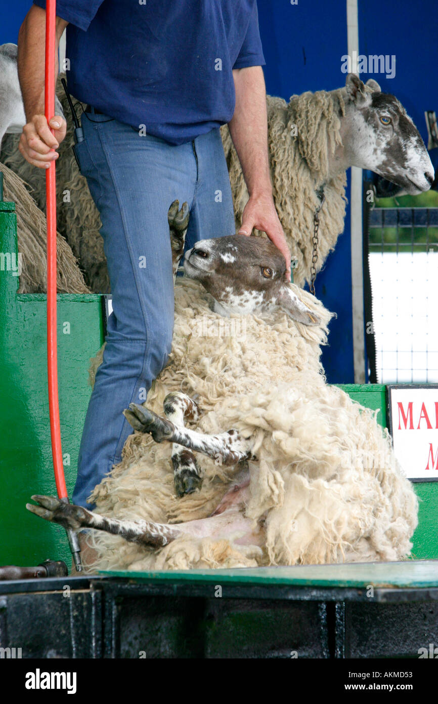 Sheep Shearing Demonstration 2 Stock Photo - Alamy