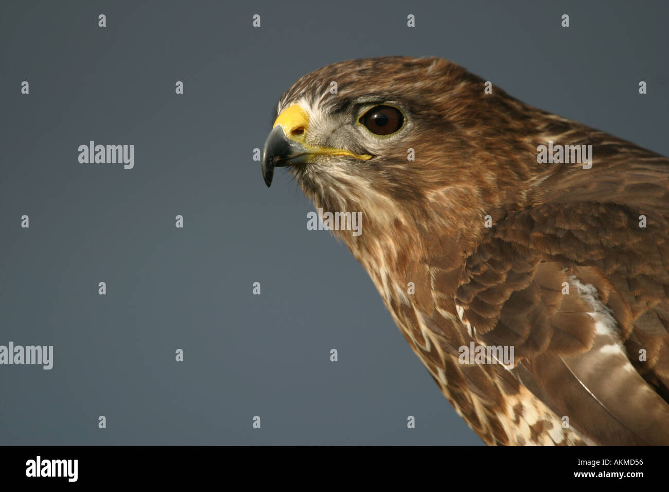 Common Buzzard Portrait Somerset UK Stock Photo - Alamy