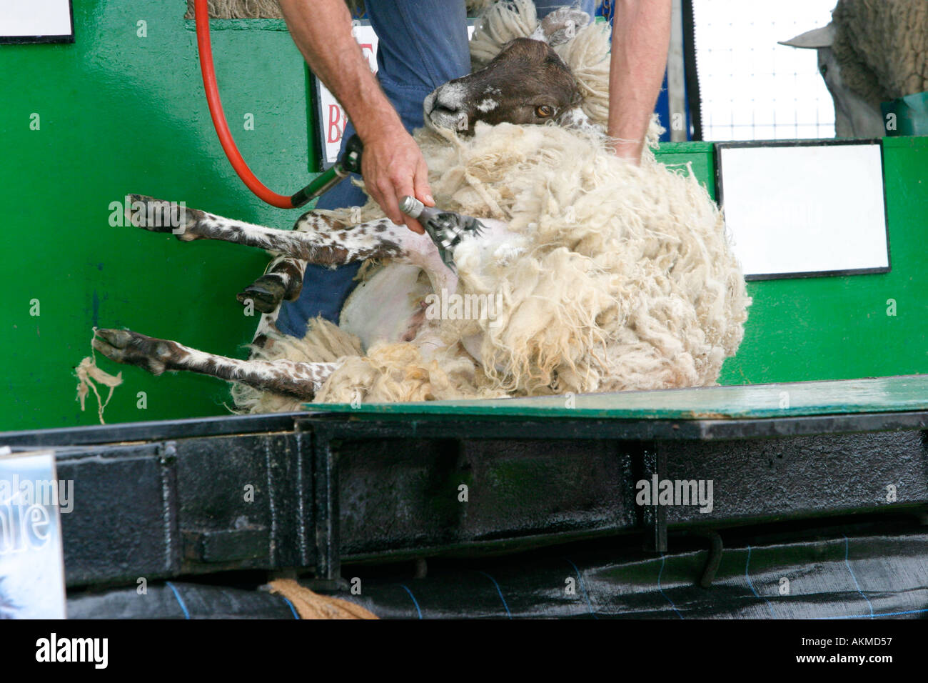 Sheep Shearing Demonstration 3 Stock Photo - Alamy