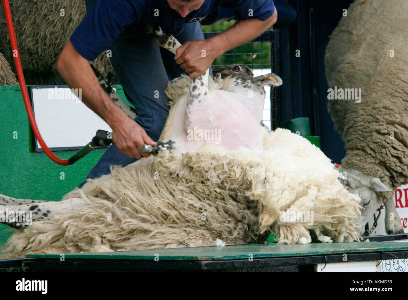 Sheep Shearing Demonstration 5 Stock Photo - Alamy