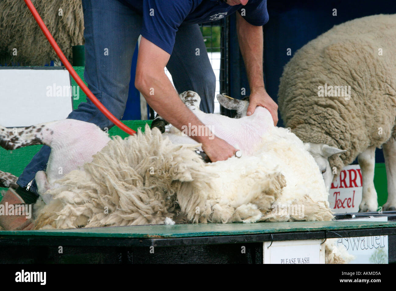 Sheep Shearing Demonstration 6 Stock Photo - Alamy