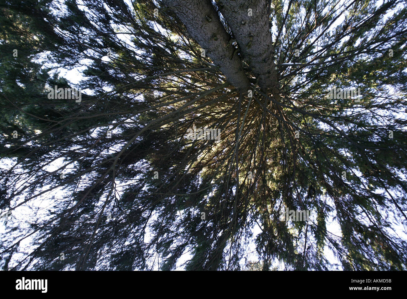 Big tree with unusual upwards perspective Stock Photo - Alamy