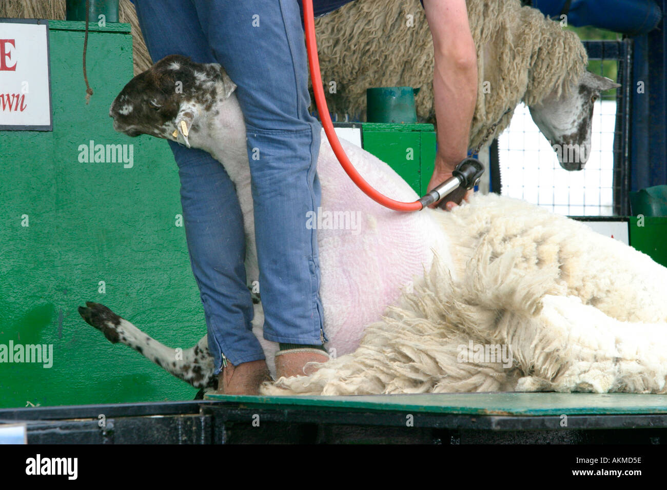 Sheep Shearing Demonstration 7 Stock Photo - Alamy