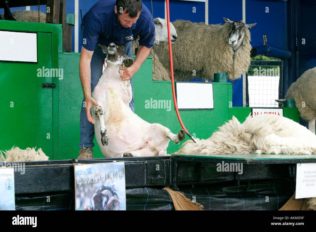 Sheep Shearing Demonstration 8 Stock Photo - Alamy