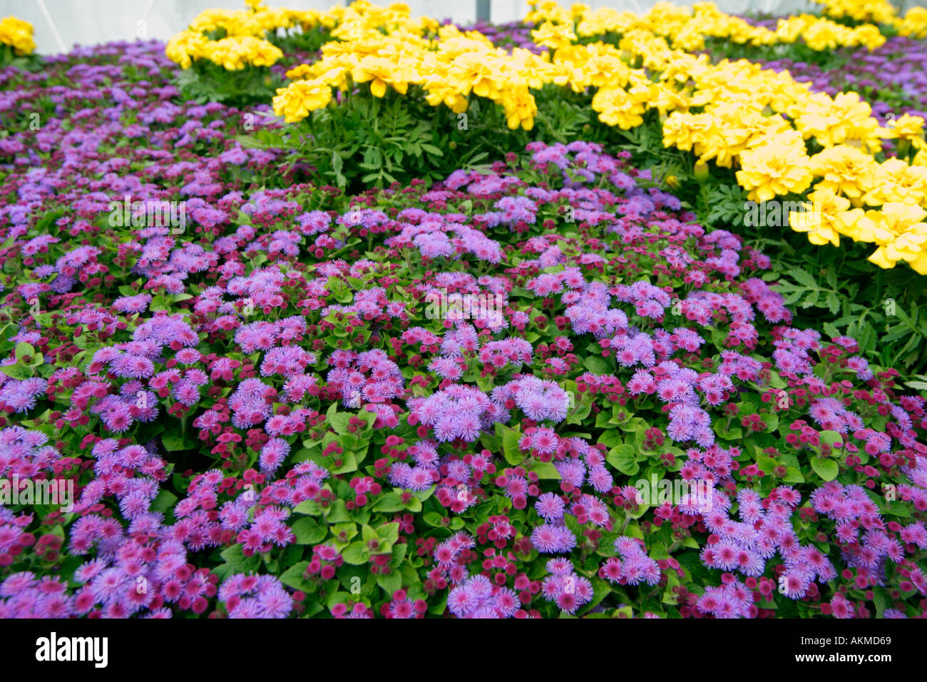 English Flower Border Stock Photo - Alamy