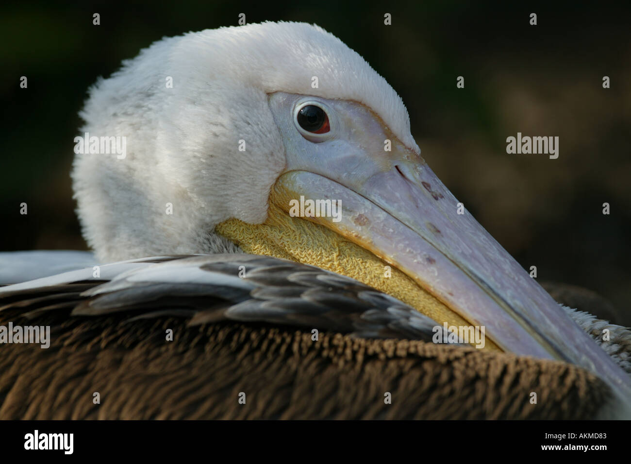 Pelican head closeup Stock Photo - Alamy