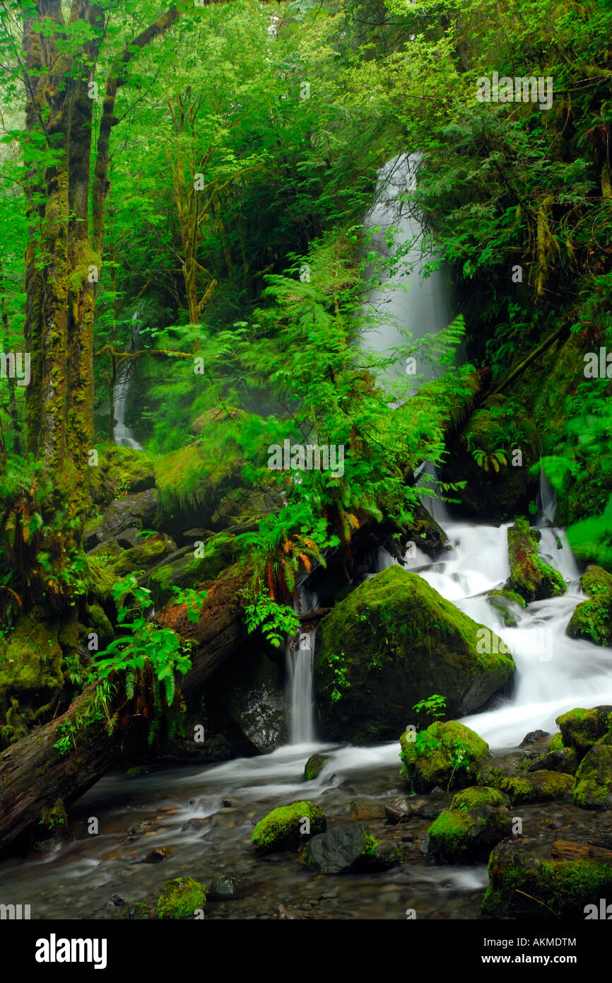 Waterfall on Lake Quinault South Shore Road in the Quinault Rain Forest ...
